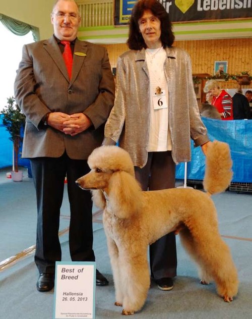 Ausstellung Großpudel – Großpudel & Kleinpudel von der Herbordsburg